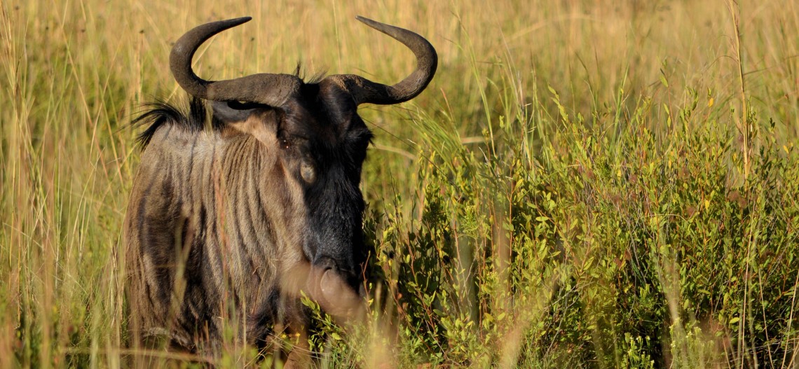 Welcome to SA Hunting!